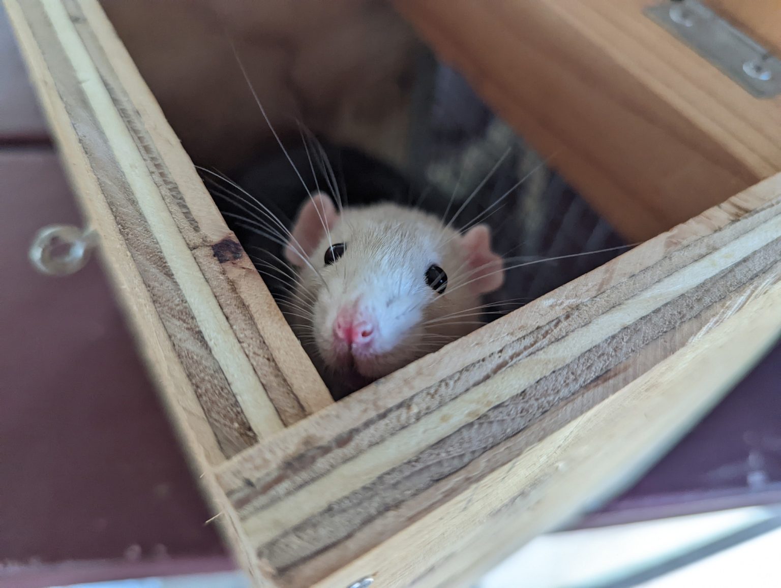 What is the Invitational? – North American Sport Dog Association