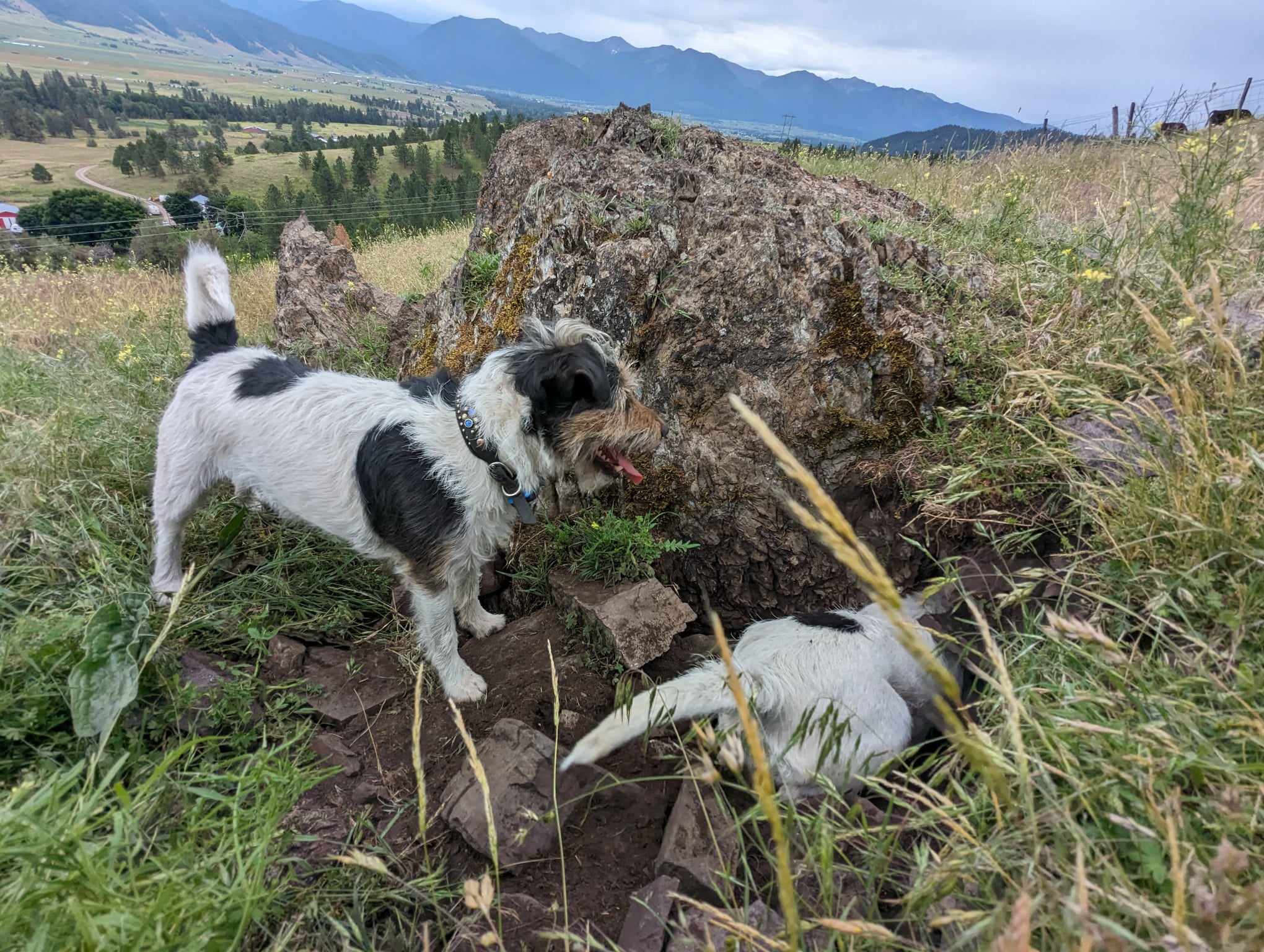 About NASDA Trailing Brace – North American Sport Dog Association