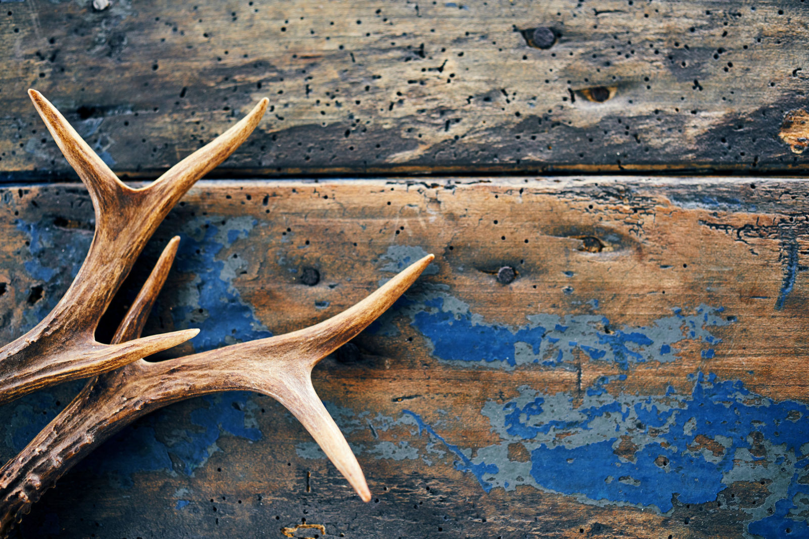 Shed Dog – North American Sport Dog Association