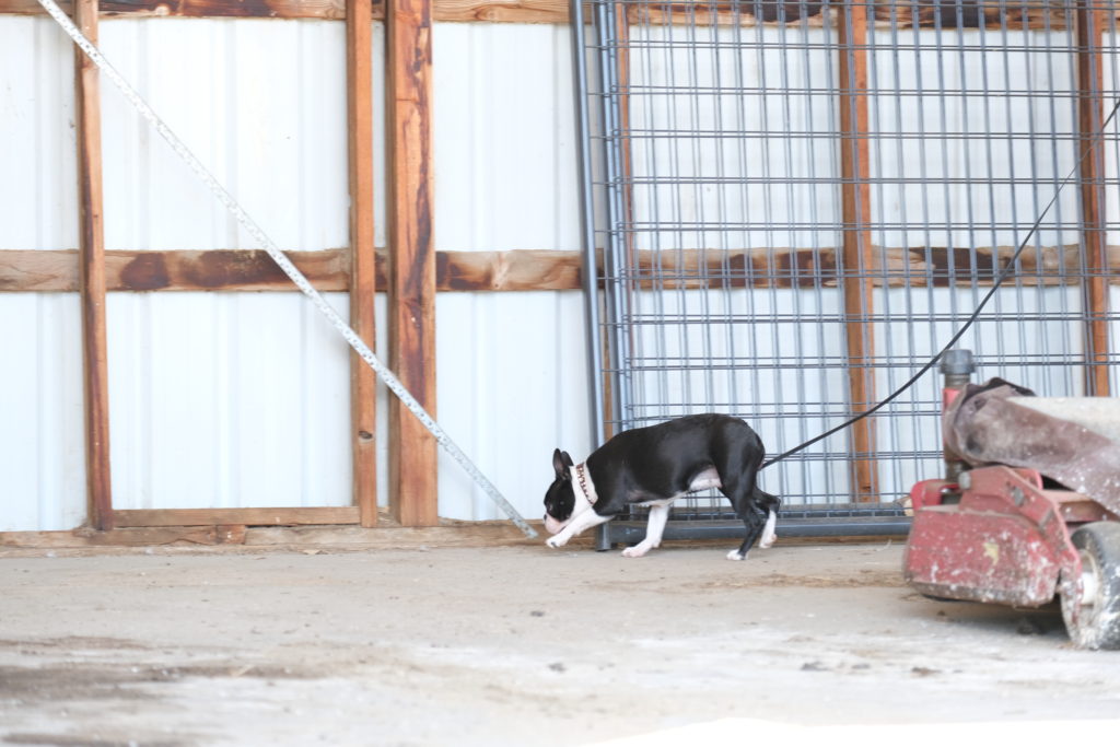 Resources – North American Sport Dog Association