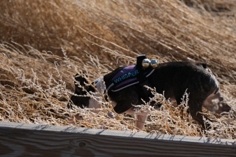 Trailing & Locating – North American Sport Dog Association