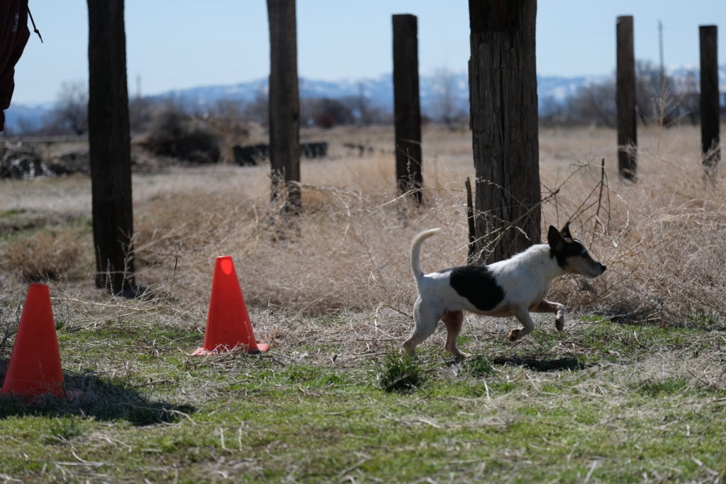 Trailing & Locating – North American Sport Dog Association